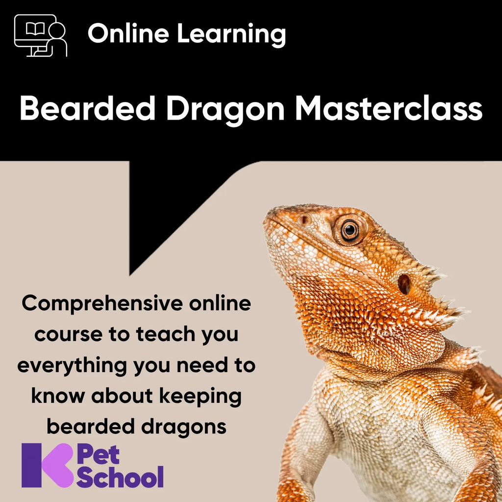 The Bearded Dragon Masterclass