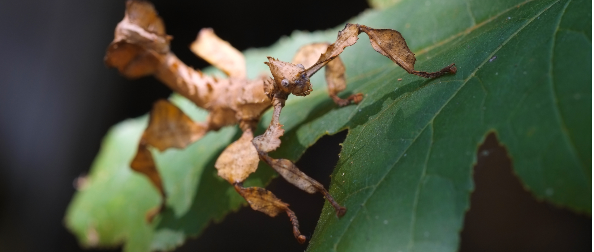 Stick and Leaf Insect Care: Everything You Need To Know