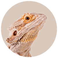 All Reptile Products – Page 3