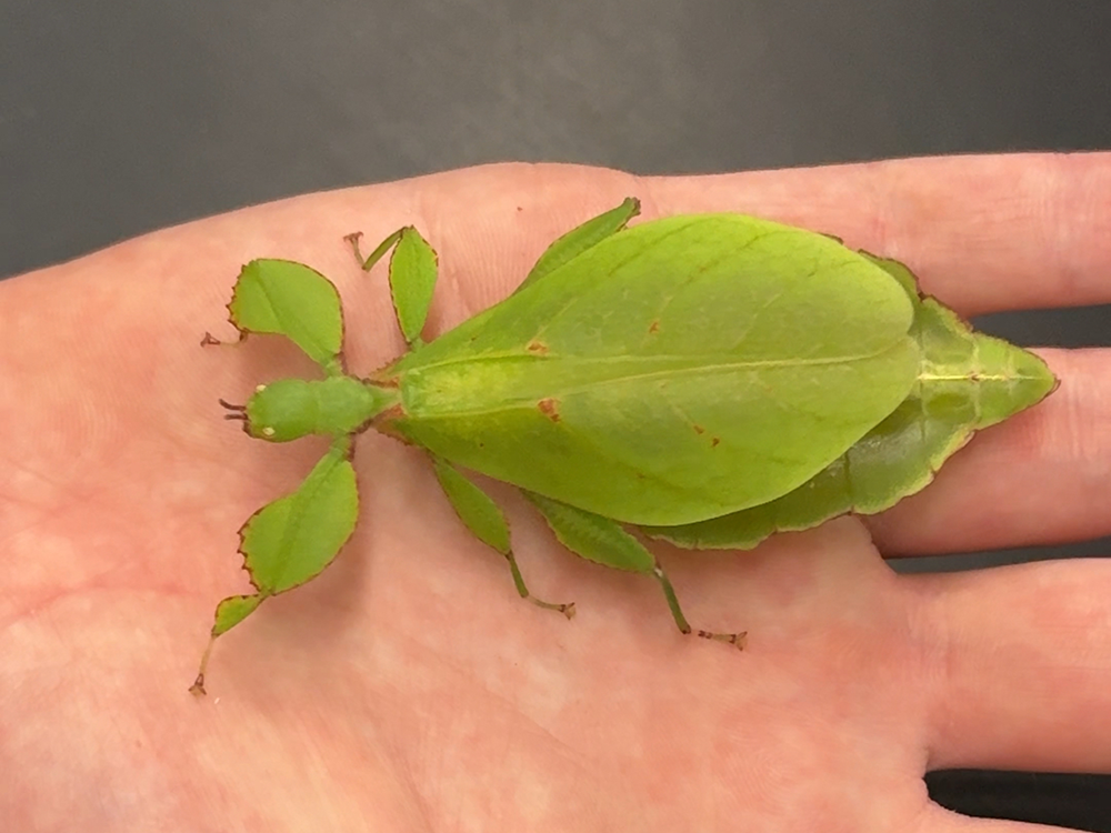 Buy Australian Leaf Insects for Sale Online | Kellyville Pets
