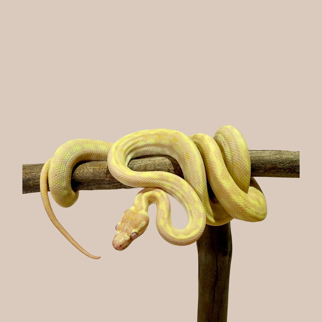 Darwin Carpet Python