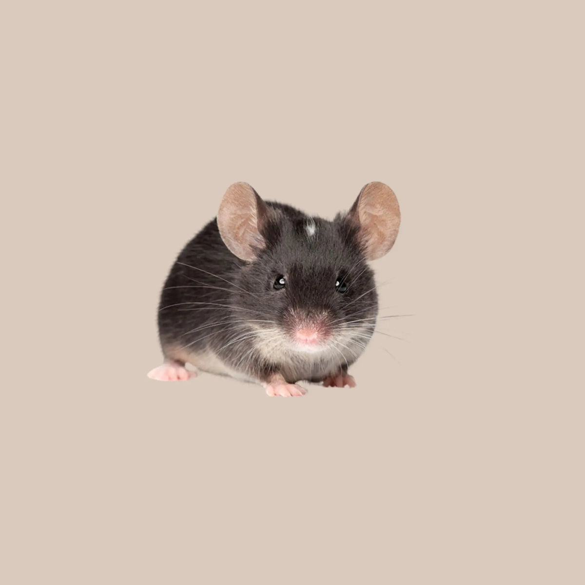 Mice available for sale at Kellyville Pets
