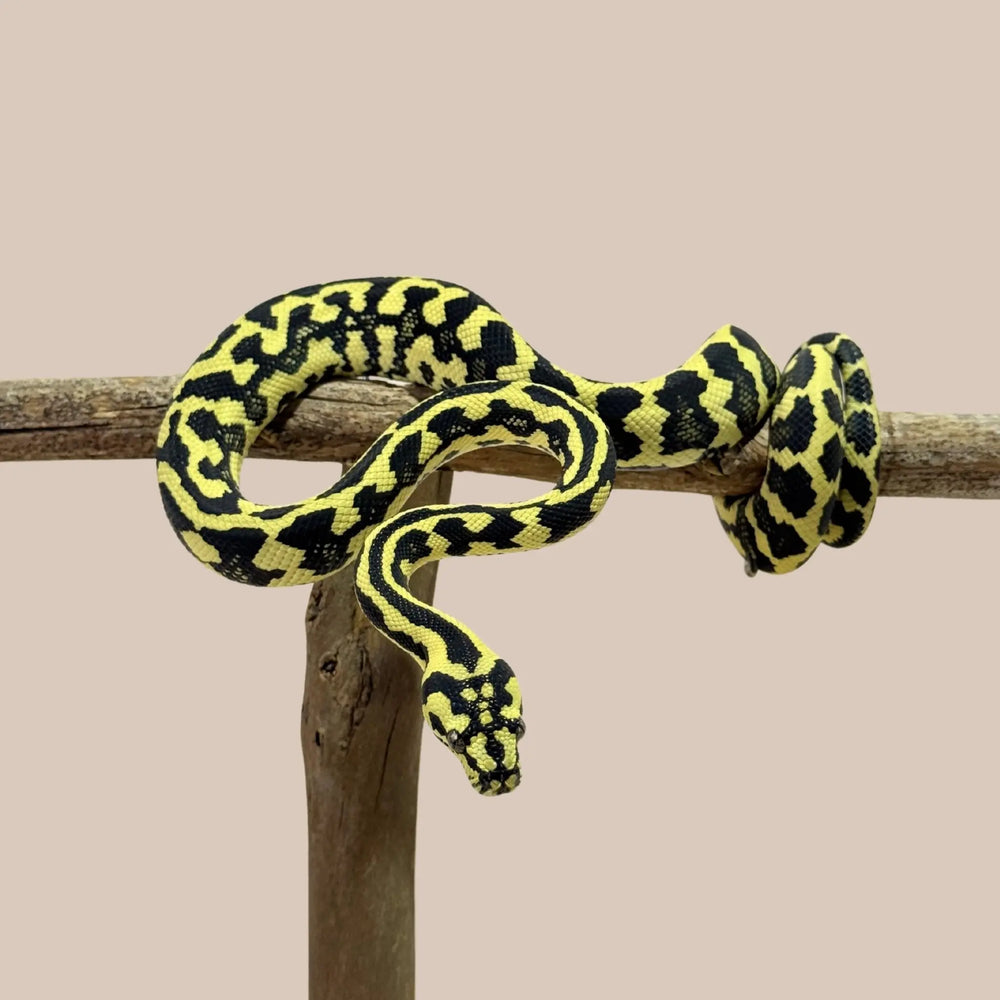 Jungle Carpet Python