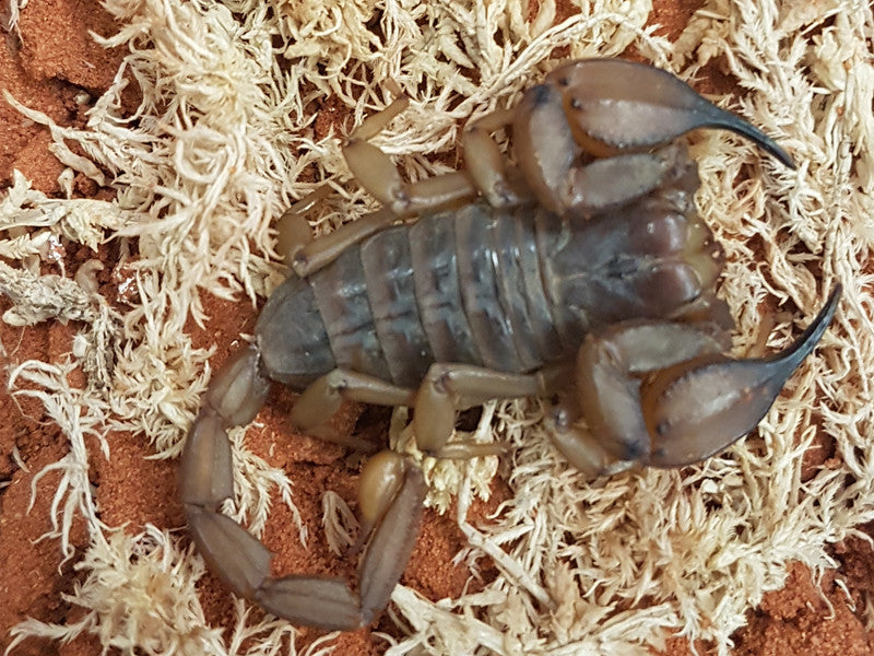 Buy Flinders Range Scorpion for Sale Online | Kellyville Pets