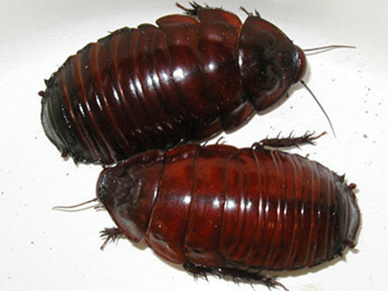 South American Giant Cockroach Are These Discoid Roaches?