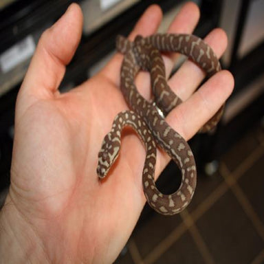 Snakes For Sale | Sydney NSW — Kellyville Pets
