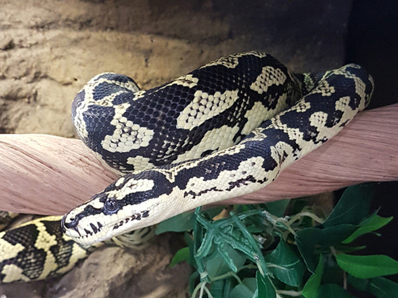 Snakes For Sale | Sydney NSW — Kellyville Pets