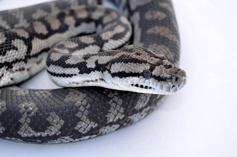 Buy Murray-Darling Carpet Pythons for Sale Online | Kellyville Pets