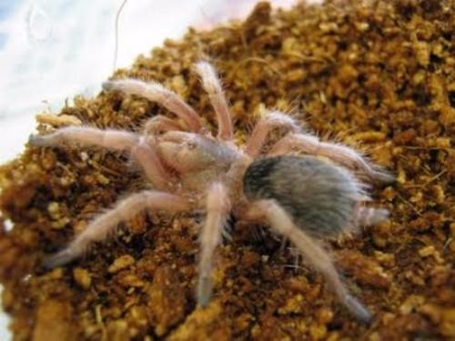 Buy Phlogius Tarantula for Sale Online | Kellyville Pets